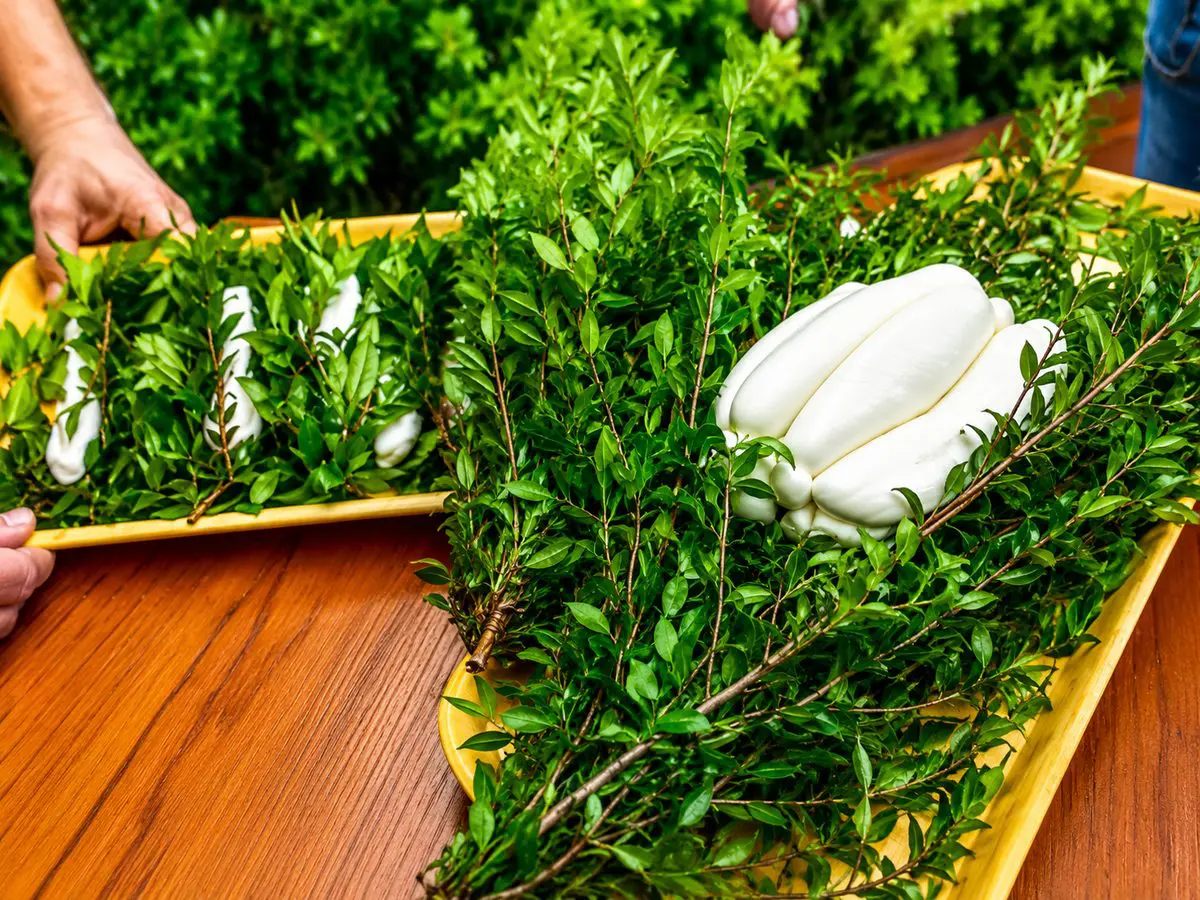 Cos'è la mozzarella nella mortella, avvolta nel mirto e profumata di ...